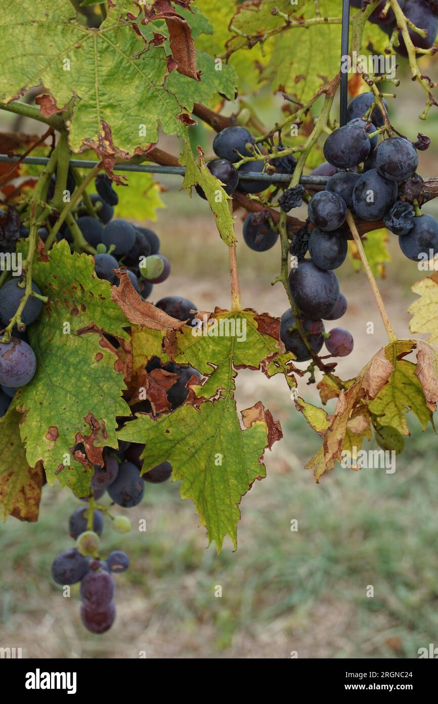 Red winegrape hi-res stock photography and images - Alamy