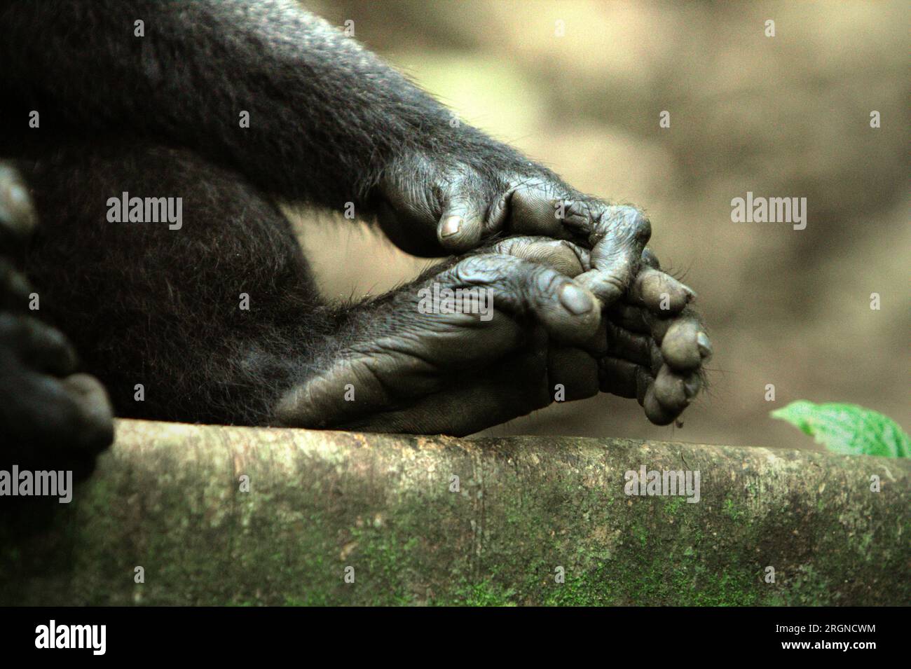 Hand and foot of a Sulawesi black-crested macaque (Macaca nigra) in ...