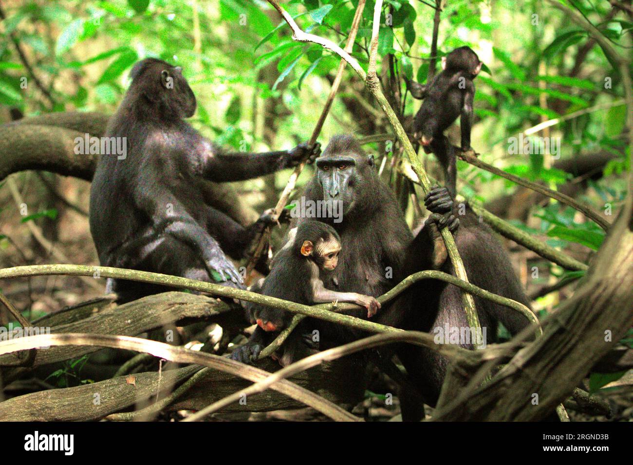 Macaques group sulawesi hi-res stock photography and images - Alamy