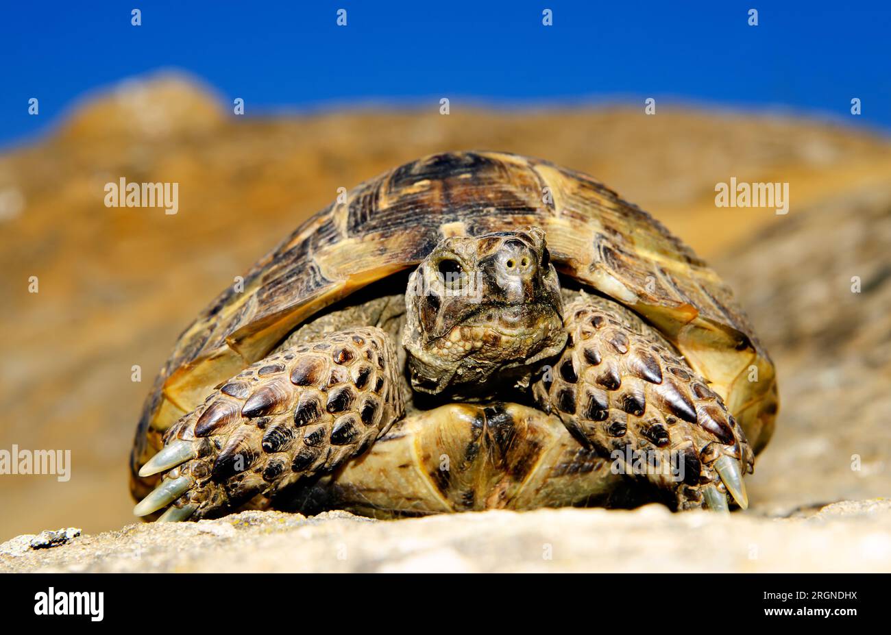 Turtle of georgia hi-res stock photography and images - Alamy