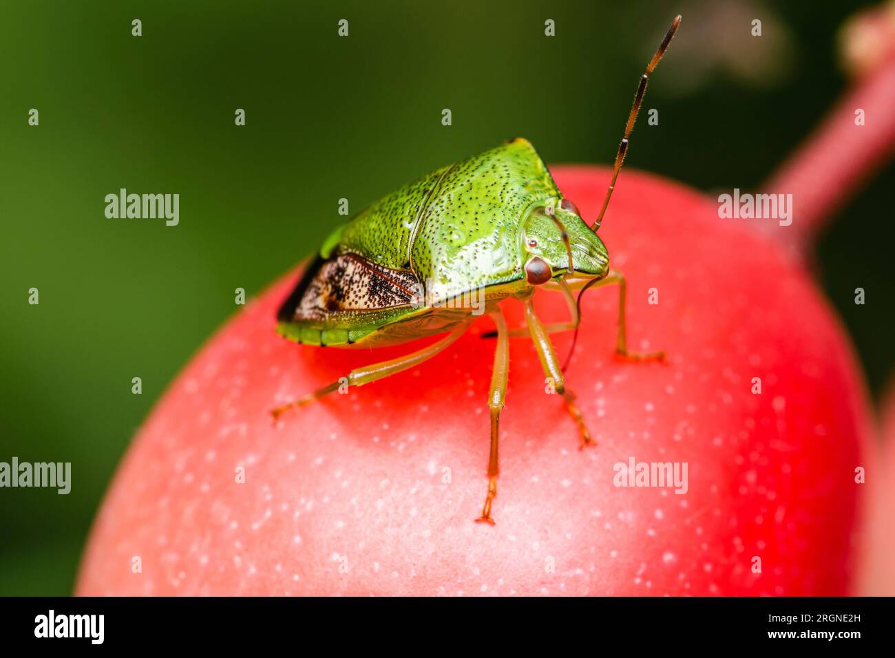 Green shield bug on red fruit in garden with nature blurred bachground ...
