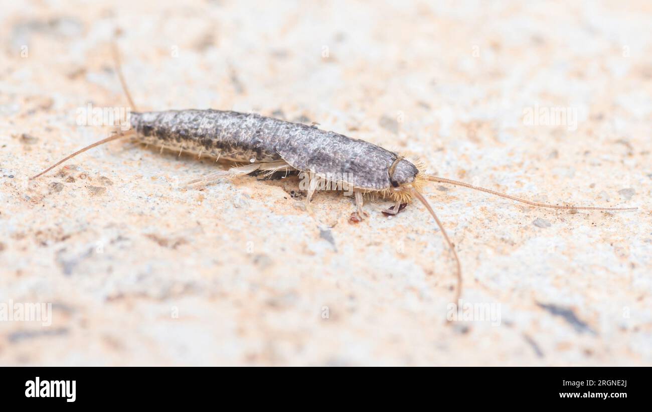 A Silverfish (Lepisma saccharinum) on floor, Insect running on floor ...