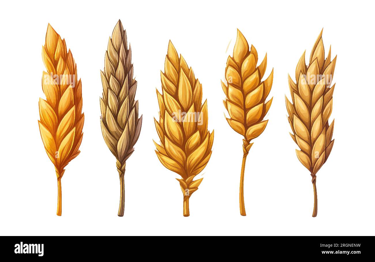 watercolor set vector illustraton of golden wheat grain crop isolated ...