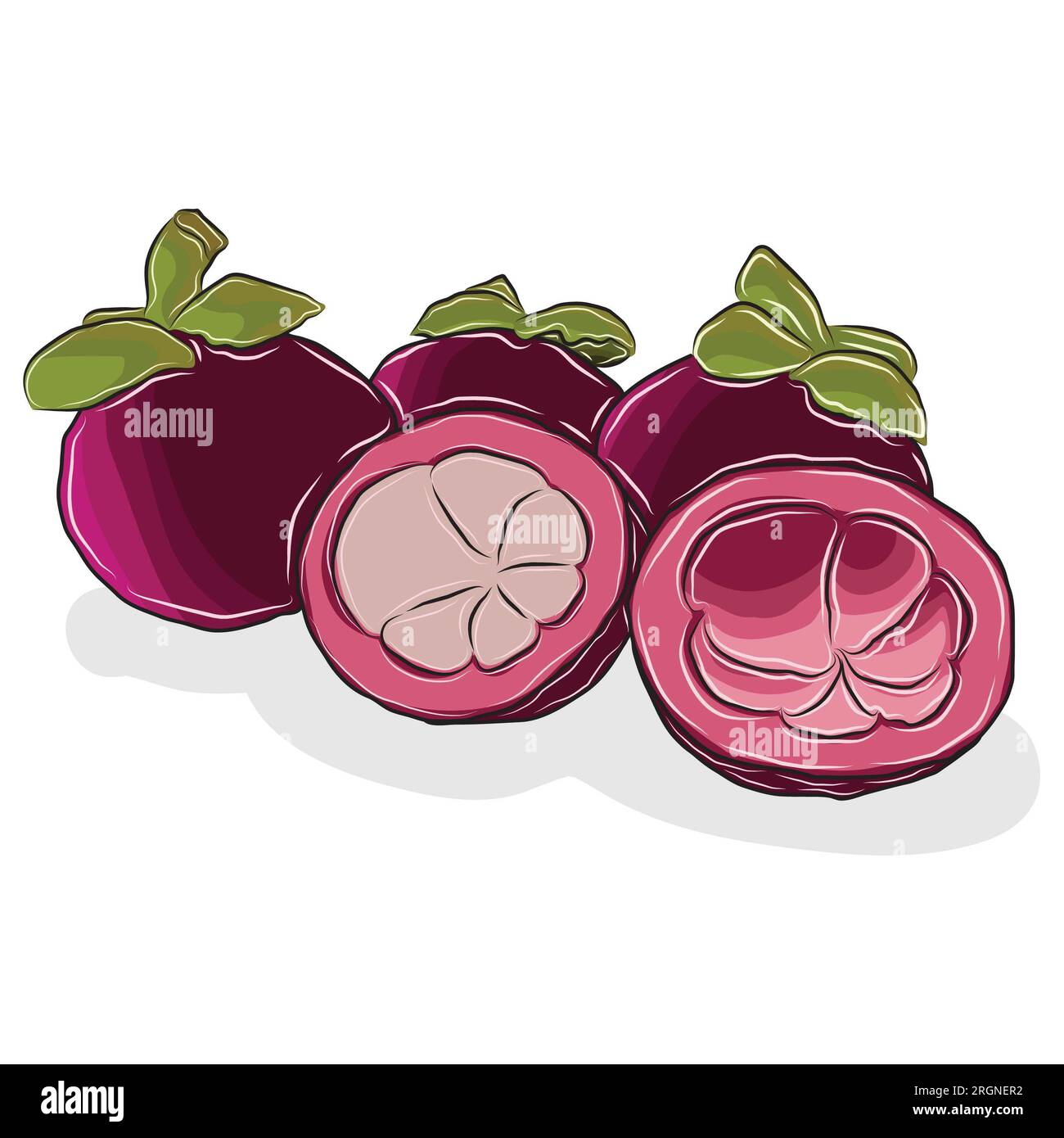 Vector illustration or illustrator Mangosteen fruit.It is an image that ...