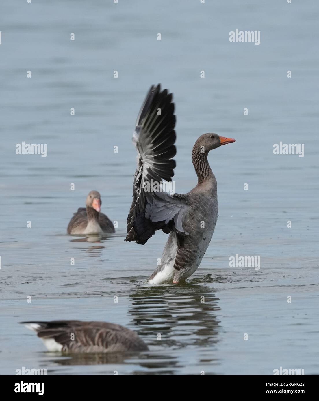 Rangsdorf, Germany. 10th Aug, 2023. Greylag geese swimming on Lake ...