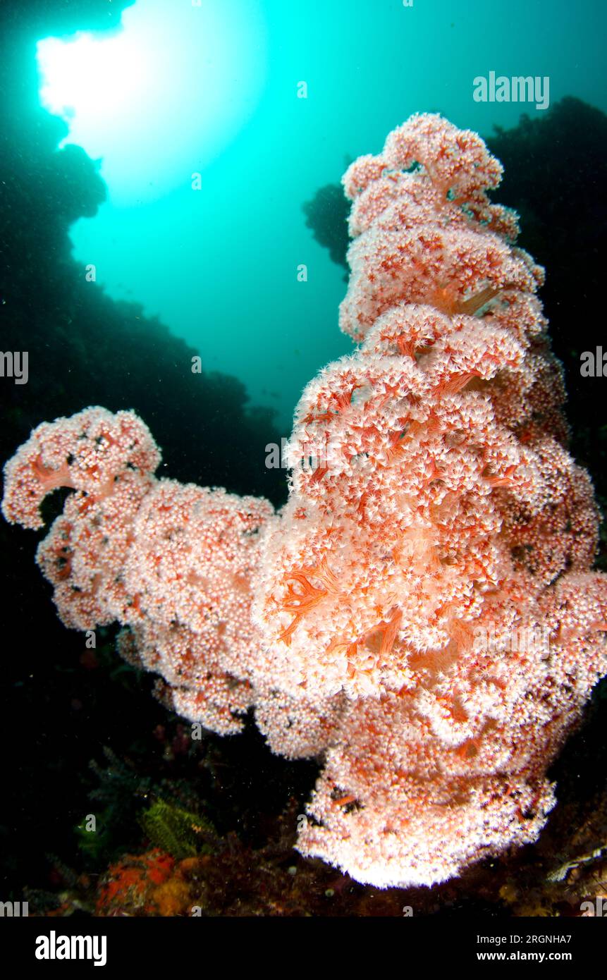 Glomerate Tree Coral, Spongodes sp, with sun in background, Pelican ...