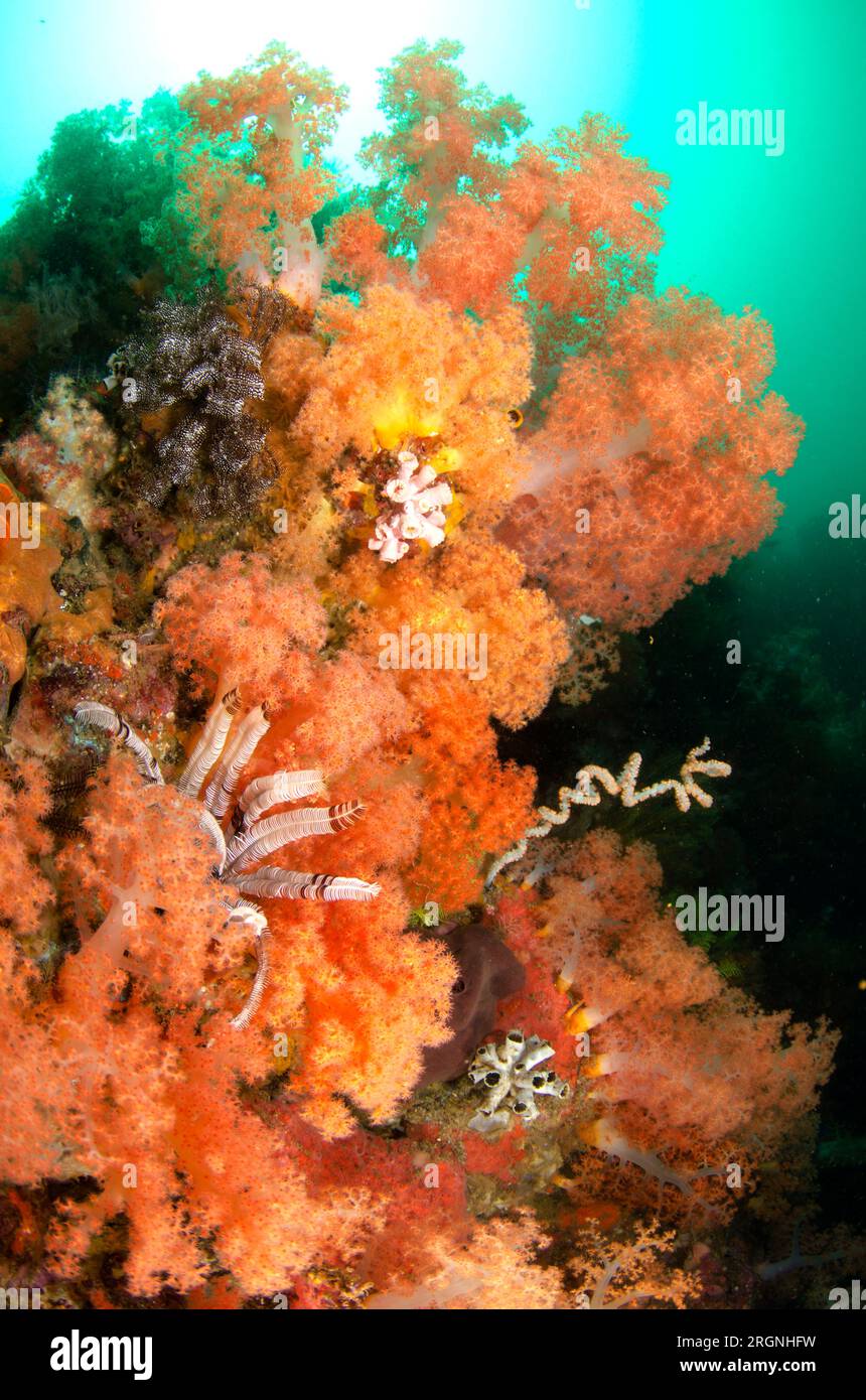 Glomerate Tree Coral, Spongodes sp, with sun in background, Pelican ...