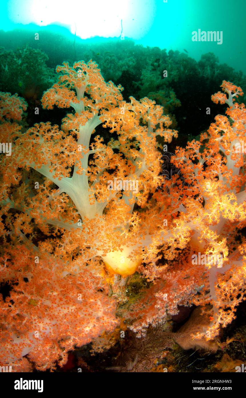 Glomerate Tree Coral, Spongodes sp, with sun in background, Pelican ...