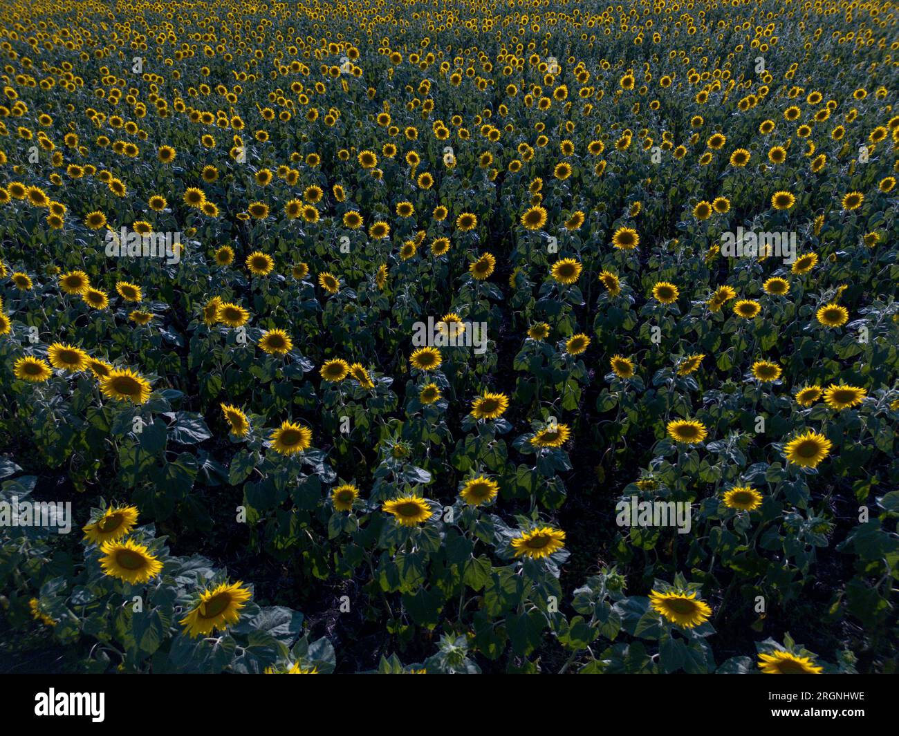 Sunflower fields diagonal shot from drone Stock Photo - Alamy