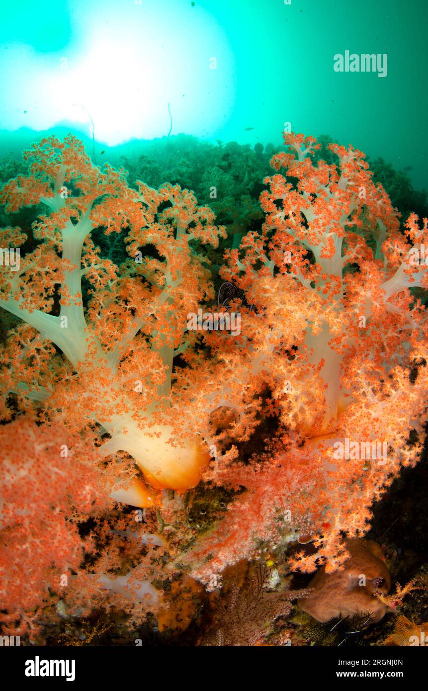 Glomerate Tree Coral, Spongodes sp, with sun in background, Pelican ...
