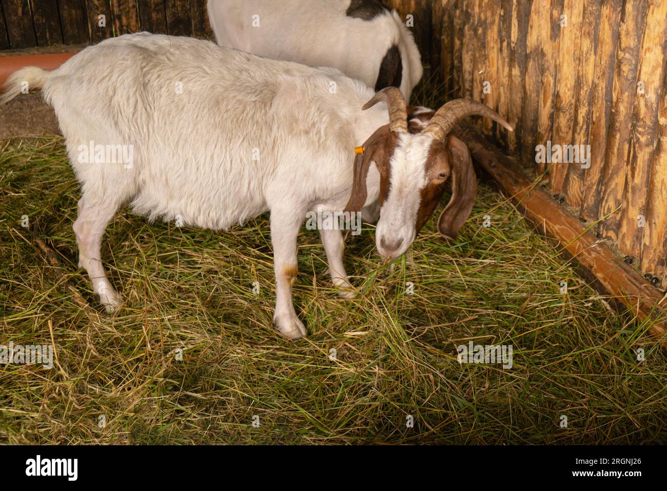 Animals goats eating in the farm. Domestic farm chews. Agriculture and ...