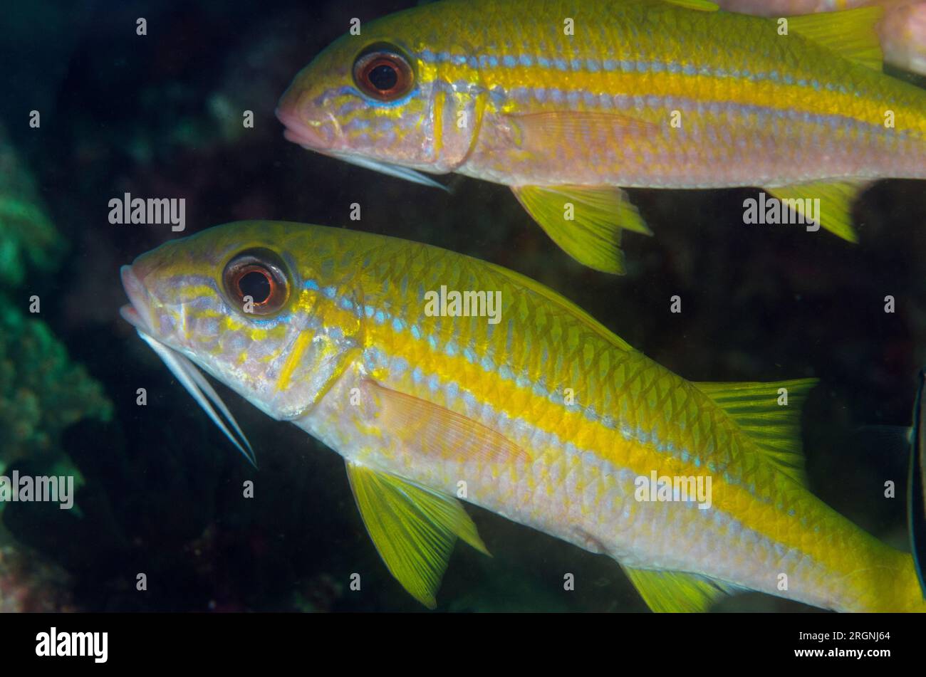 Banded goatfish hi-res stock photography and images - Alamy