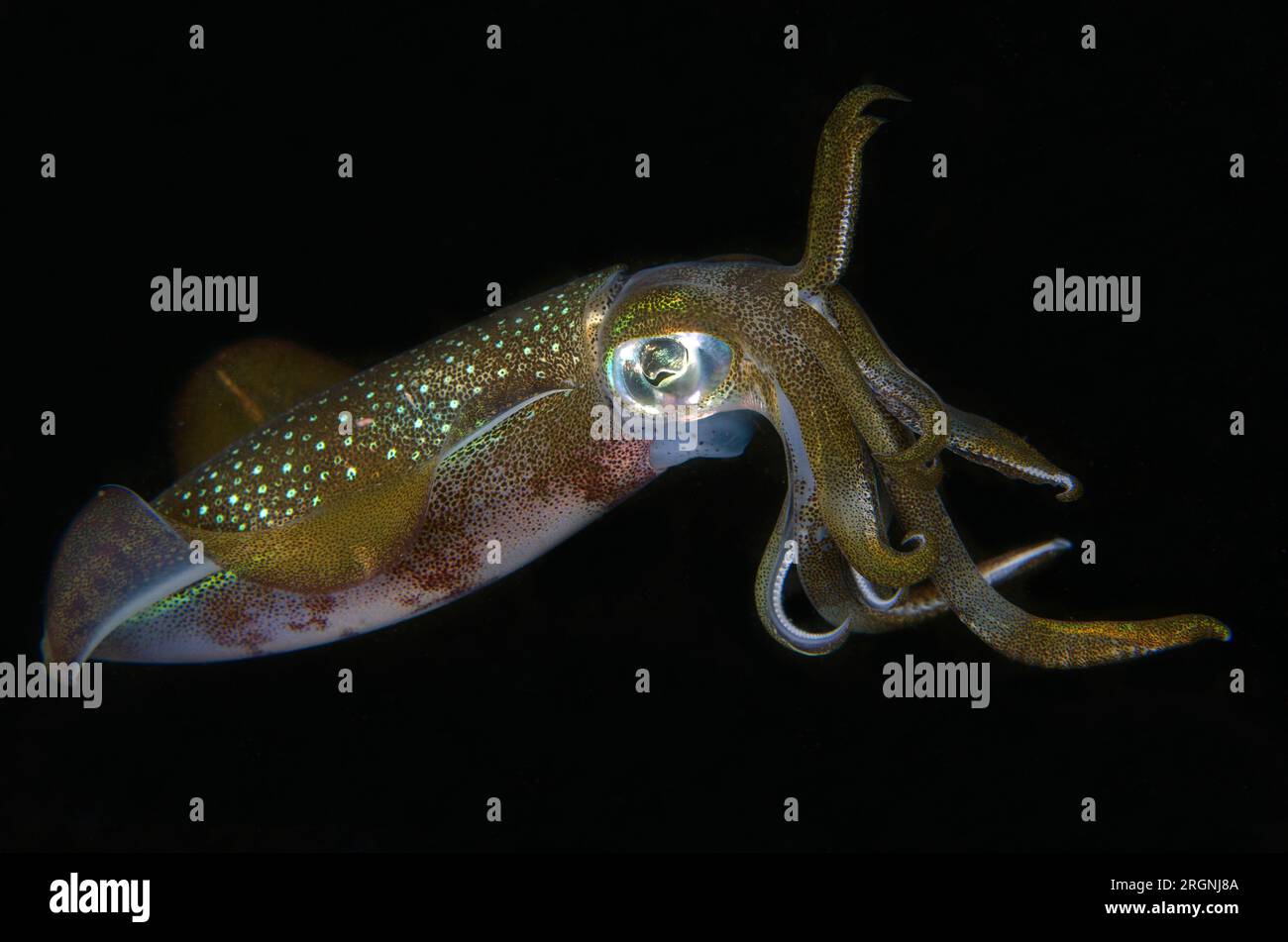 Bigfin Reef Squid, Sepioteuthis lessoniana, night dive, Torpedo Point ...