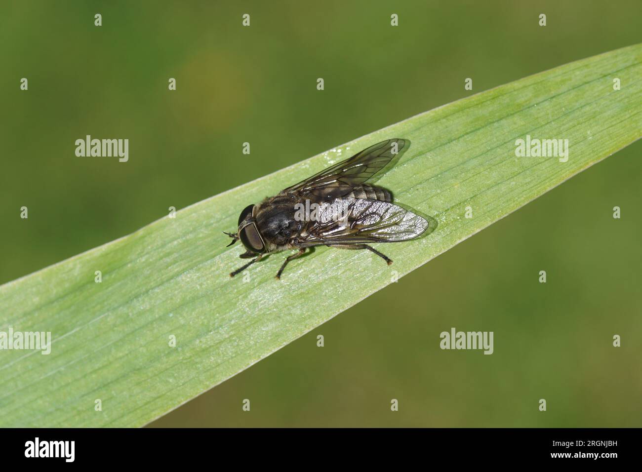 Close up female Large marsh horsefly (Tabanus autumnalis). Family Horse ...
