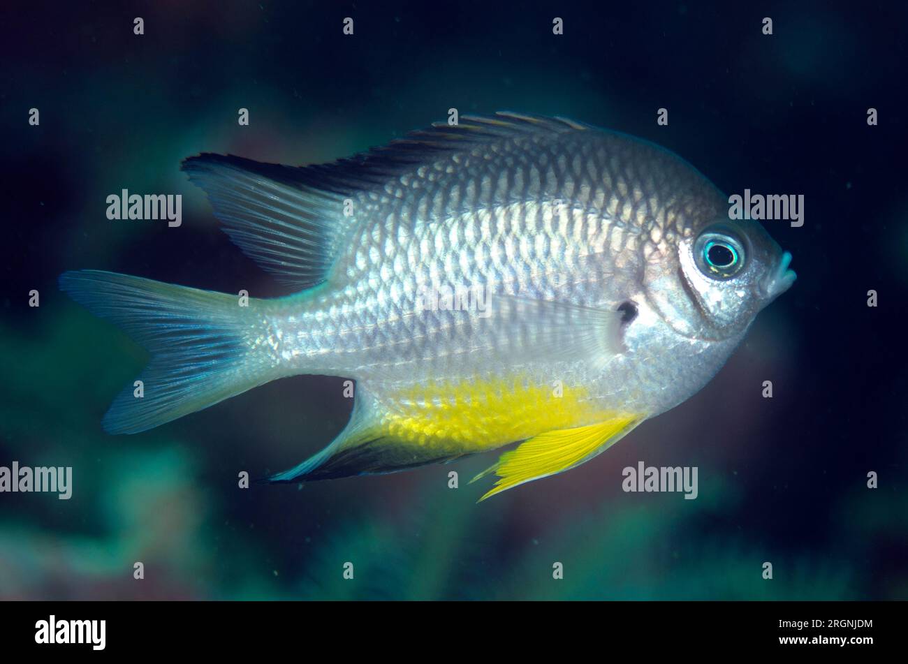 Whitebelly Damselfish, Amblyglyphidodon leucogaster, Baleh Slope dive ...