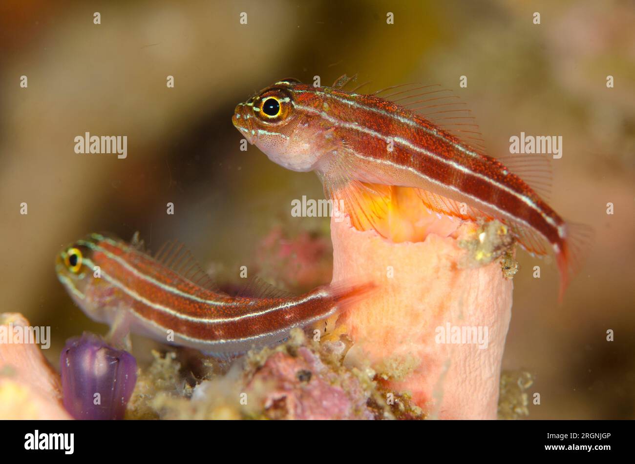 Pair of striped triplefin hi-res stock photography and images - Alamy