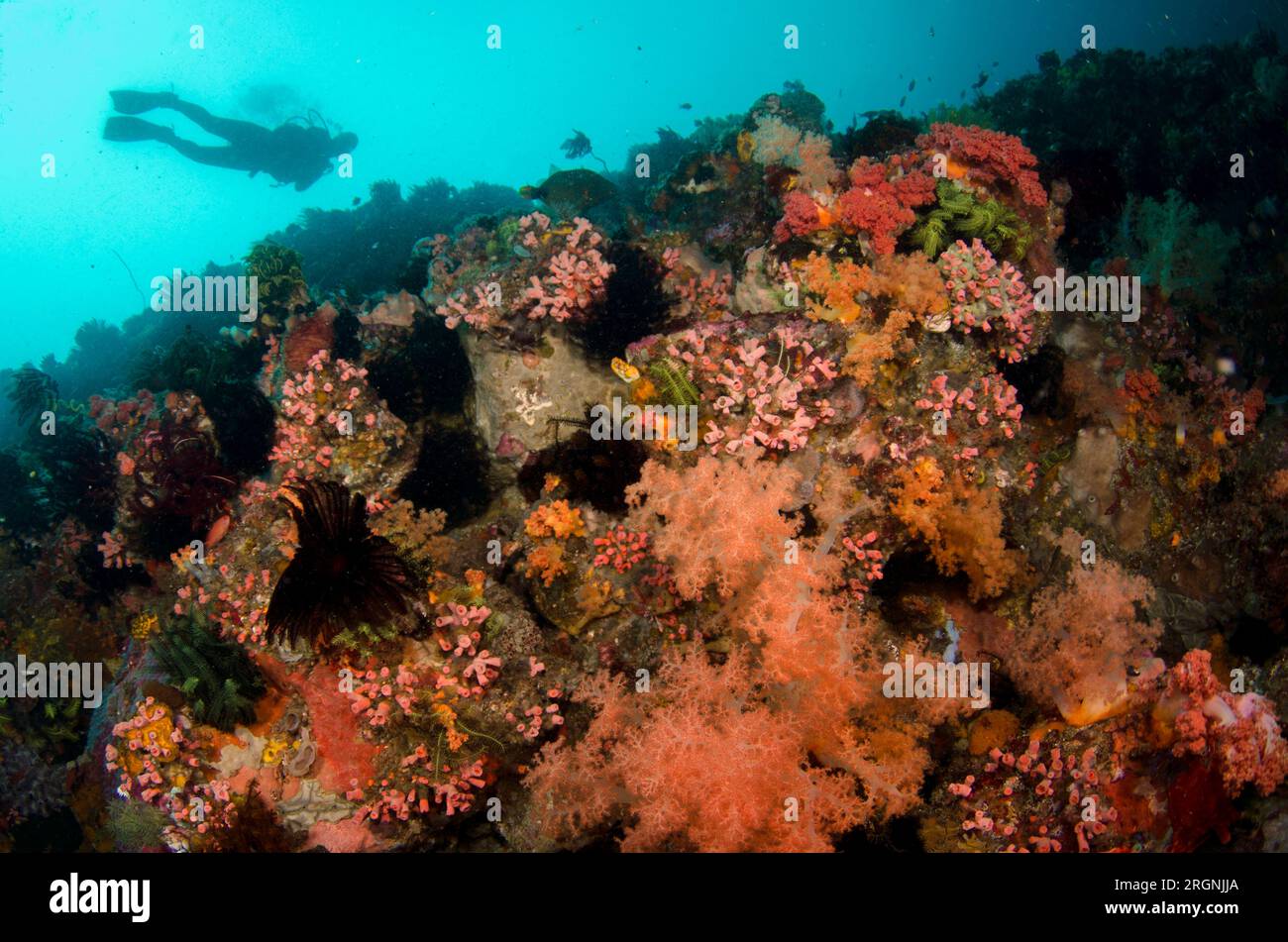 Diver and Glomerate Tree Coral, Spongodes sp, Pelican Head dive site ...