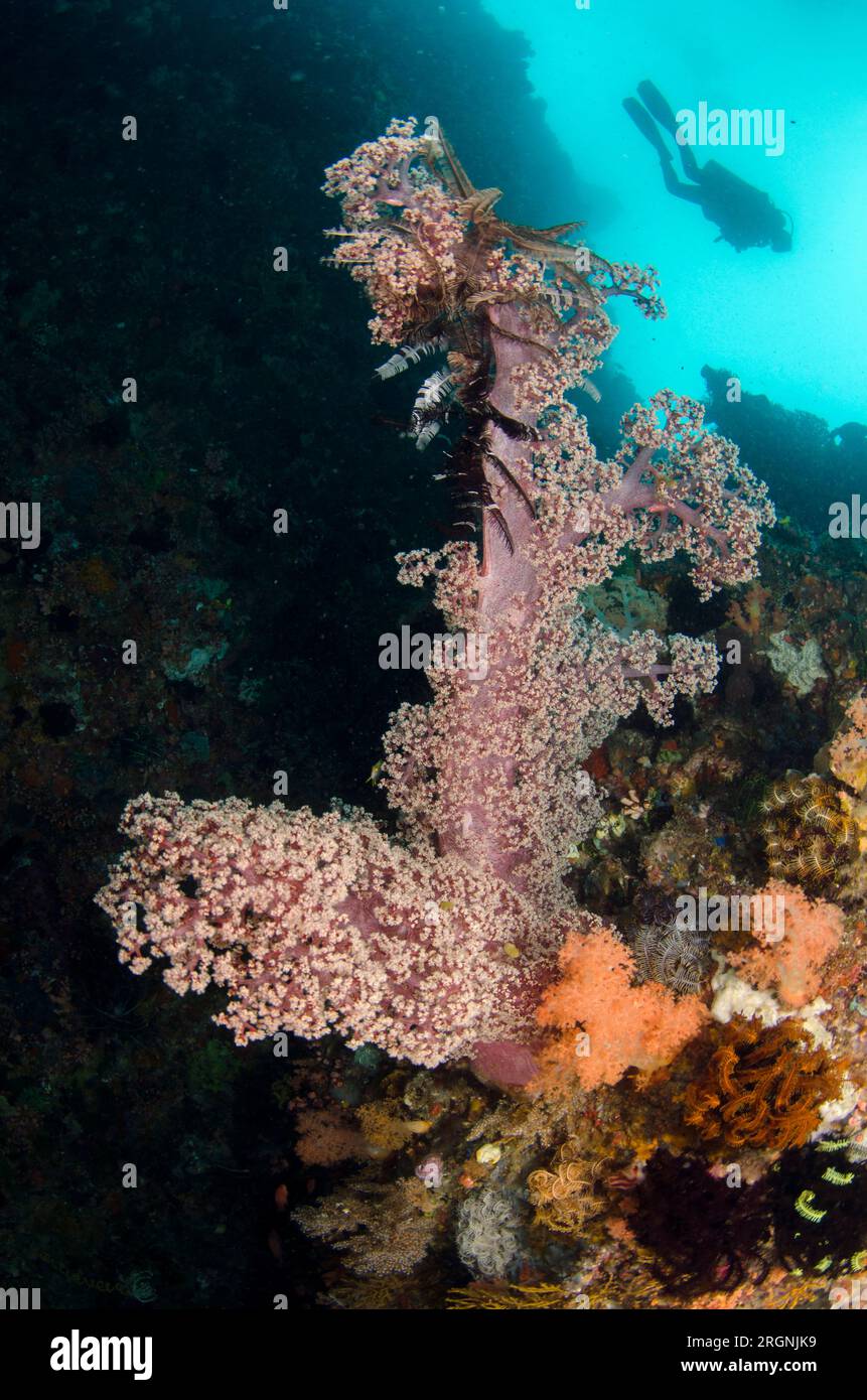 Pelican bay solitary hi-res stock photography and images - Alamy
