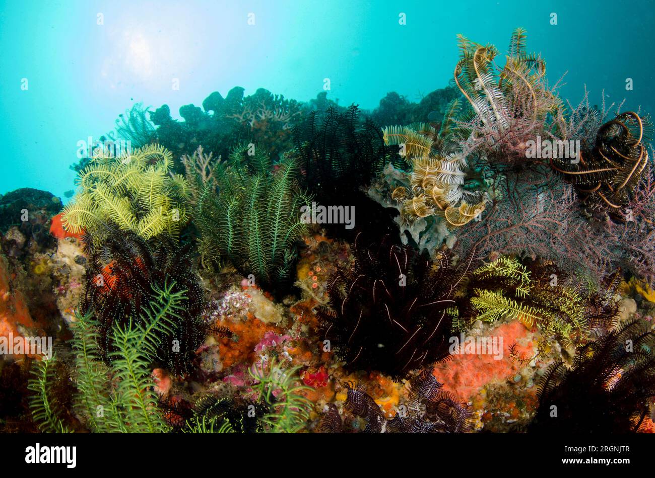 Crinoids, Comatulida Order, with sun in background, Yellow Wall of ...