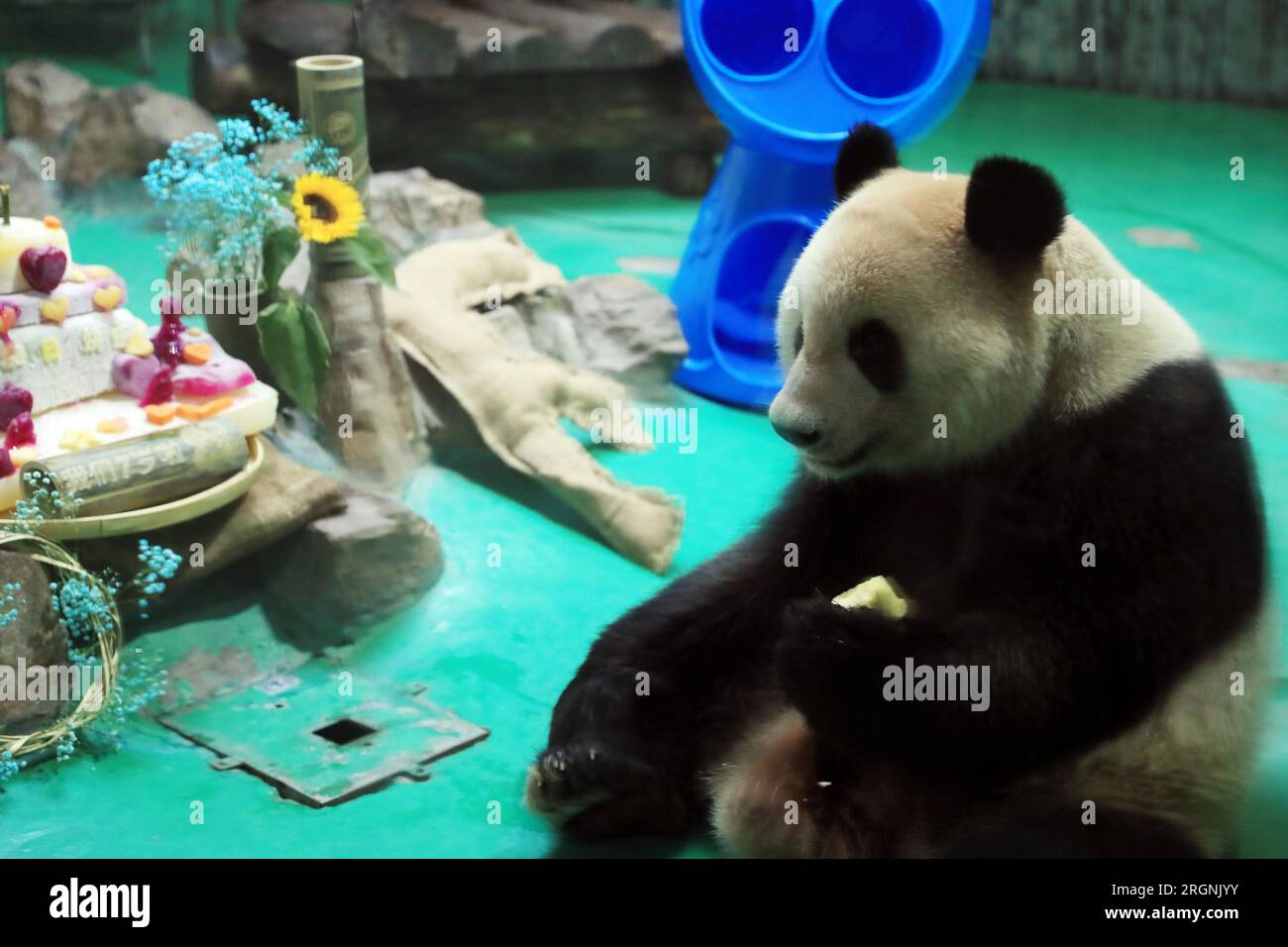 The giant panda He Feng celebrates its 7th birthday at Shanghai Zoo ...