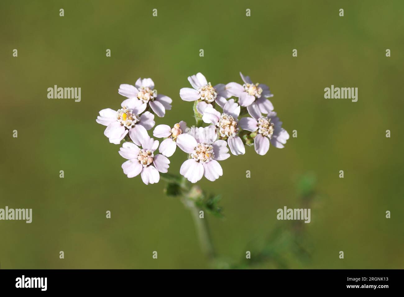 Closeup white flowers of Common yarrow (Achillea millefolium, family ...