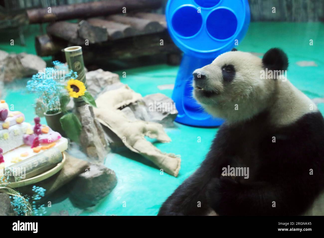 The giant panda He Feng celebrates its 7th birthday at Shanghai Zoo ...