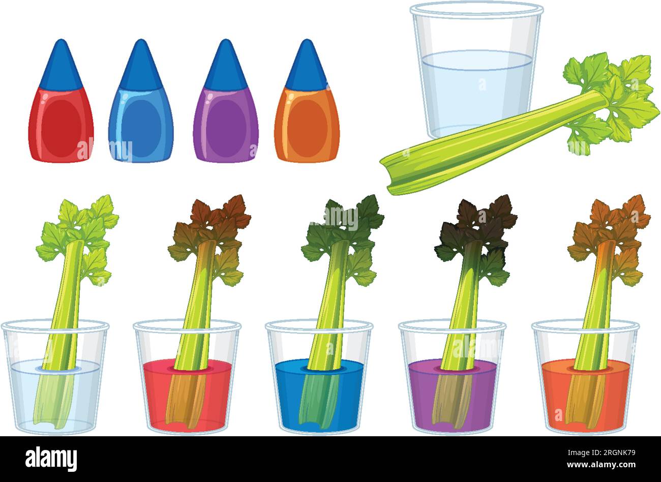 Learn about science experiments using celery stem and color Stock ...