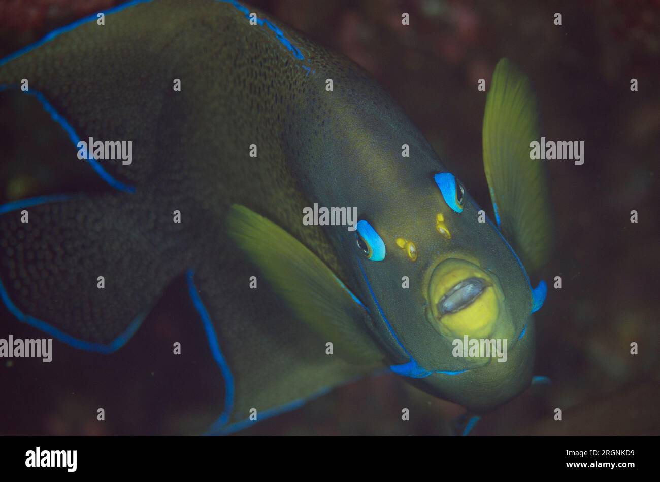 Semicircle Angelfish, Pomacanthus semicirculatus, Pillarstein dive site ...