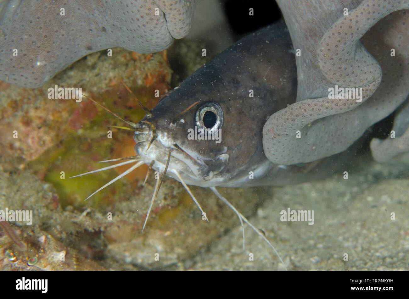 Goatsbeard Brotula, Brotula multibarbata, with barbels, night dive ...