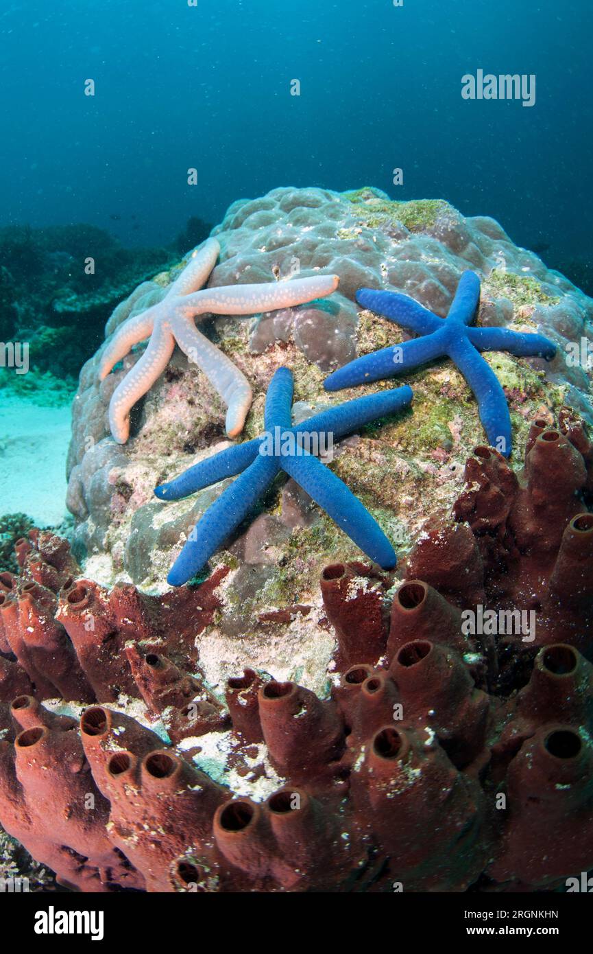 Trio of Blue Star Starfish, Linckia laevigata, on Hard Corals ...