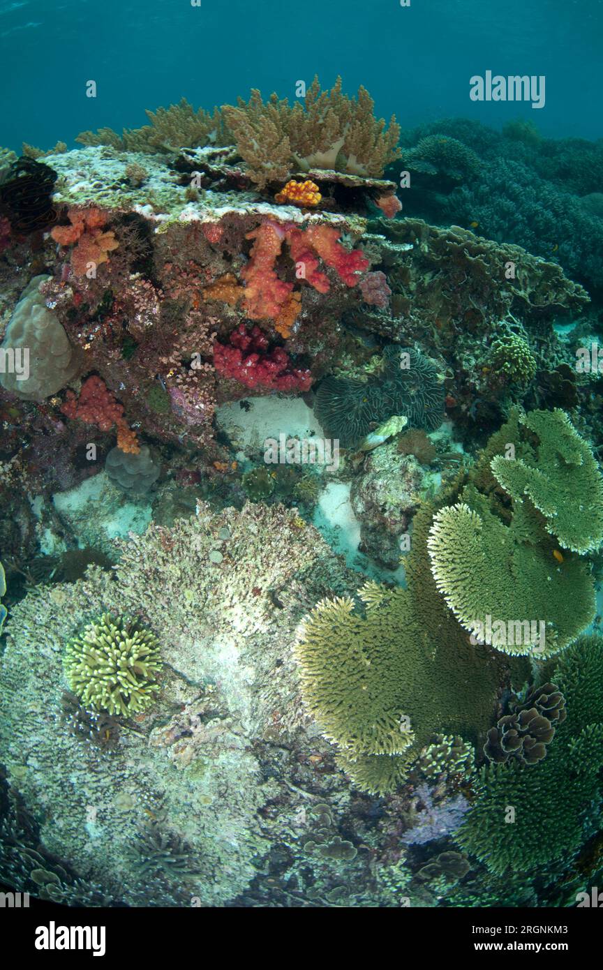 Table Coral, Acropora sp, Tatawa Besar Island, between Komodo and ...