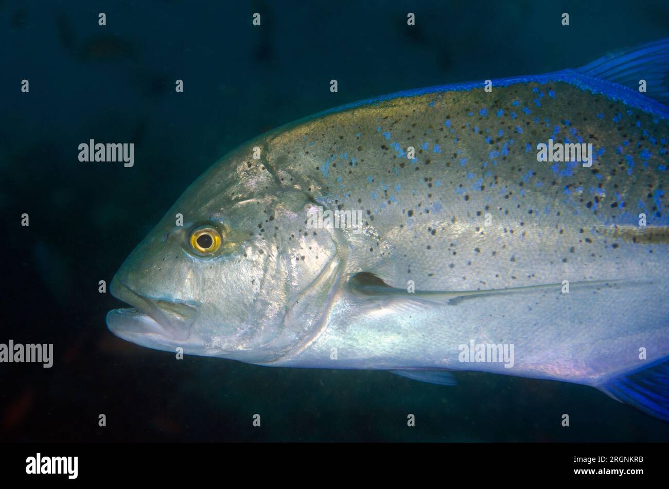 Bluefin Trevally, Caranx melampygus, Batu Bulong dive site, Tatawa ...