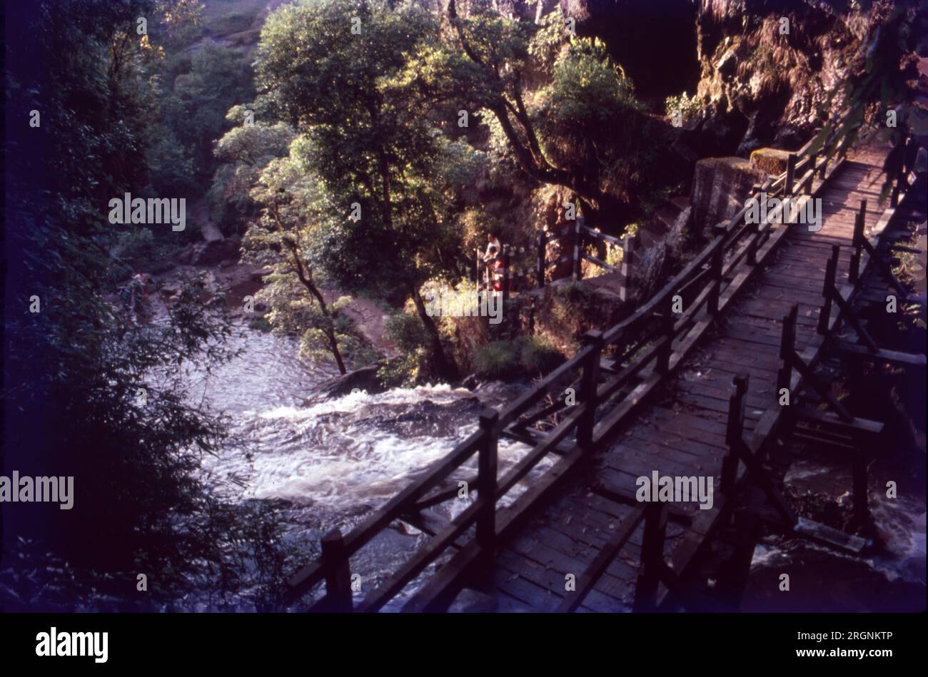 Elephant trees meghalaya hi-res stock photography and images - Alamy