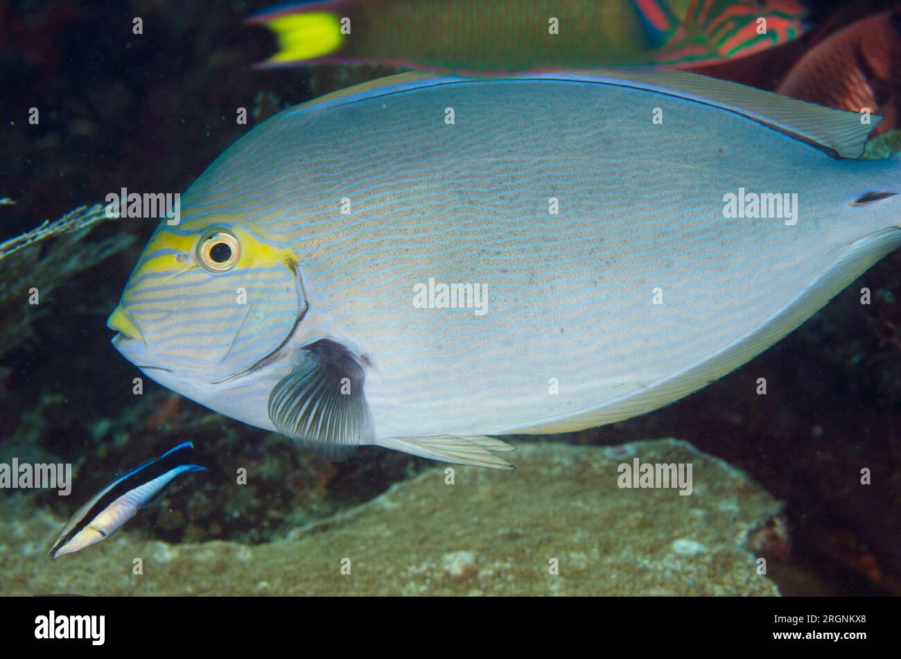 Yellow-mask Surgeonfish, Acanthurus mata, Batu Bulong dive site, Tatawa ...