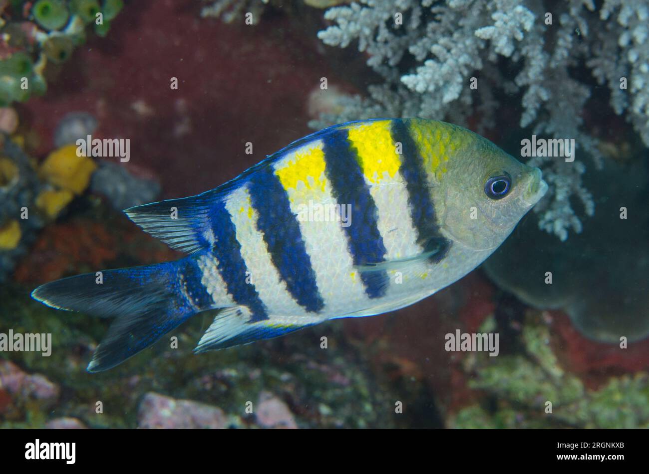 Indo-Pacific Sergeant Damselfish, Abubefduf vaigiensis, Batu Bulong ...
