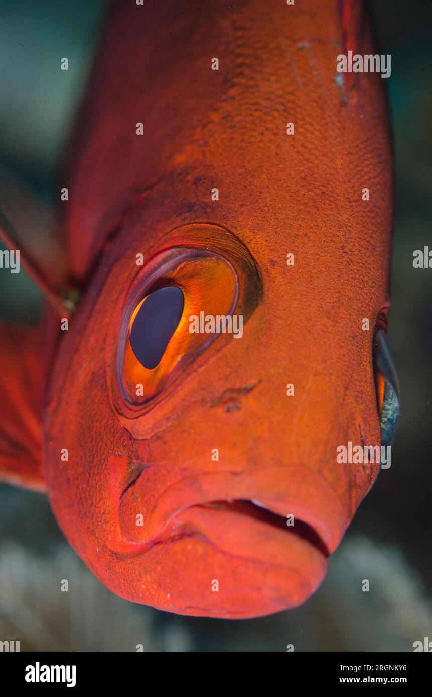 Crescent-tail Bigeye, Priacanthus hamrur, Tawara Besar dive site ...
