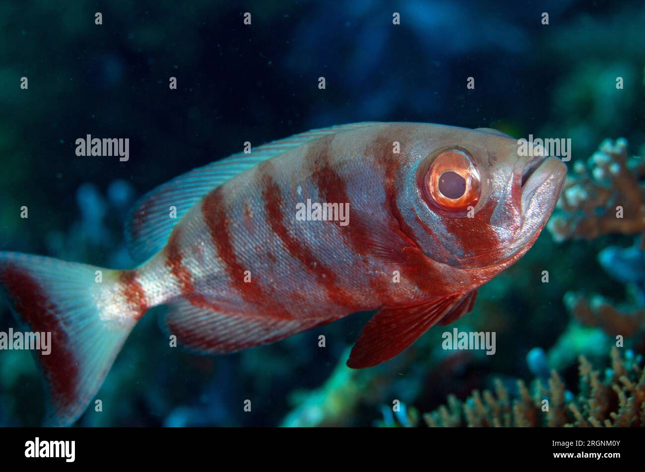 Crescent-tail Bigeye, Priacanthus hamrur, Tawara Besar dive site ...