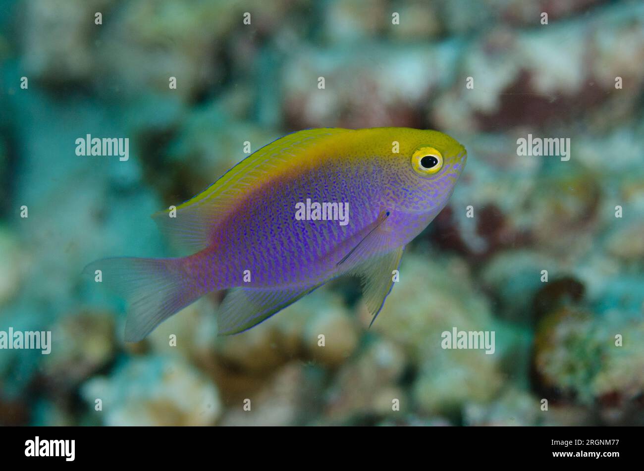 Bleeker's Damselfish, Chrysiptera bleekeri, Tawara Besar dive site ...