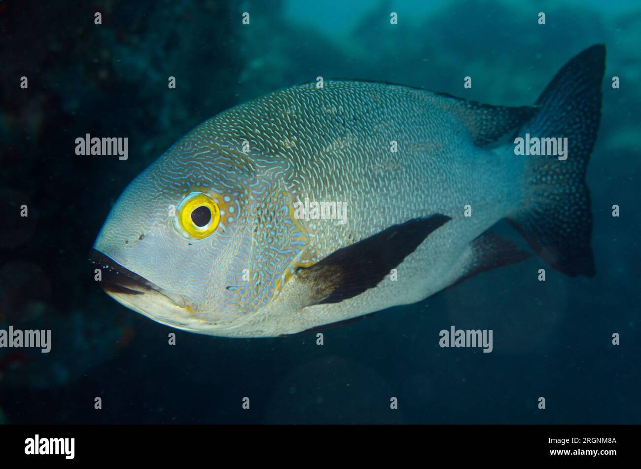 Midnight Snapper, Macolor macularis, Fish Bowl dive site, Gili Lawa ...