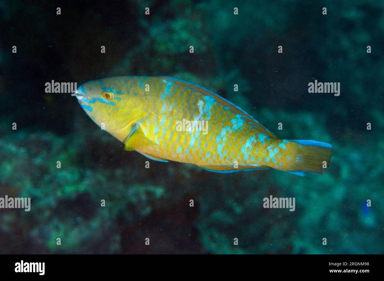 Female Bluebarred Parrotfish, Scarus ghobban, Fish Bowl dive site, Gili ...