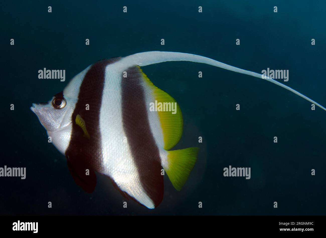 Longfin Bannerfish, Heniocus acuminatus, with long dorsal fin, Fish ...