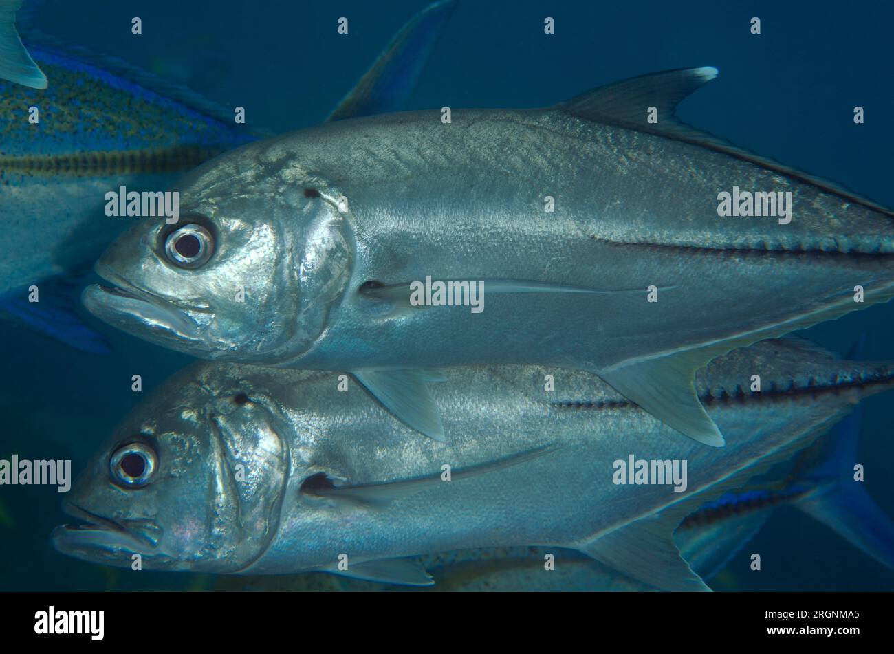Pair of Bigeye Trevally, Caranx sexfasciatus, Fish Bowl dive site, Gili ...