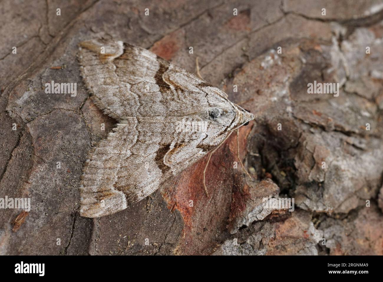 Detailed closeup on the Purple treble-bar owlet moth, Aplocera ...