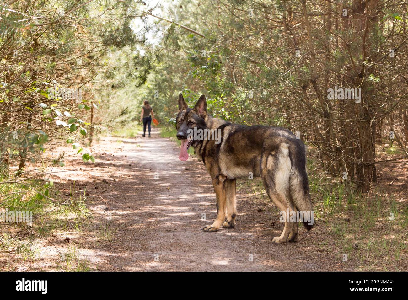Duitse herder hi-res stock photography and images - Alamy