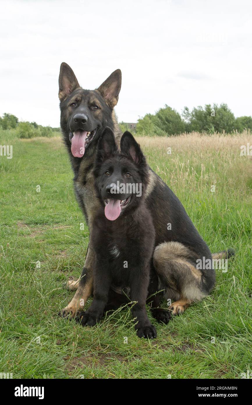 Stel hi-res stock photography and images - Alamy