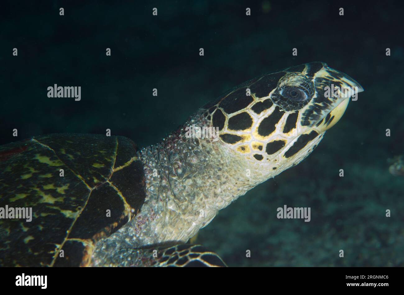 Loggerhead Turtle,, Caretta caretta, classified as Vulnerablel, Fish ...