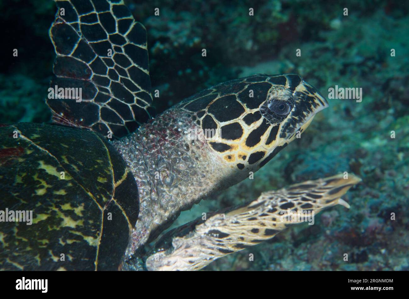 Loggerhead Turtle,, Caretta caretta, classified as Vulnerablel, Fish ...