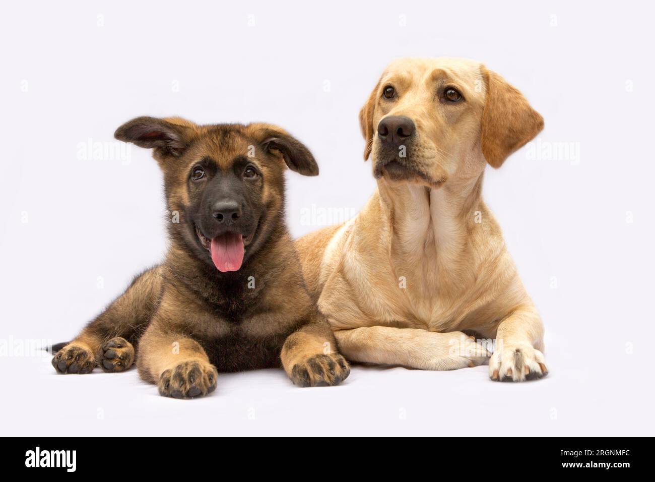 Labrador Retriever German Shepherd Mix Adult