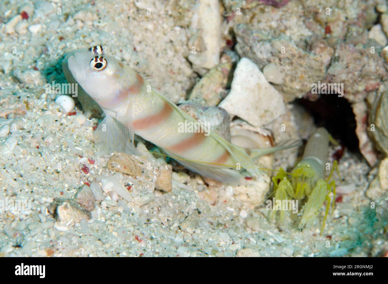 D side band hi-res stock photography and images - Alamy