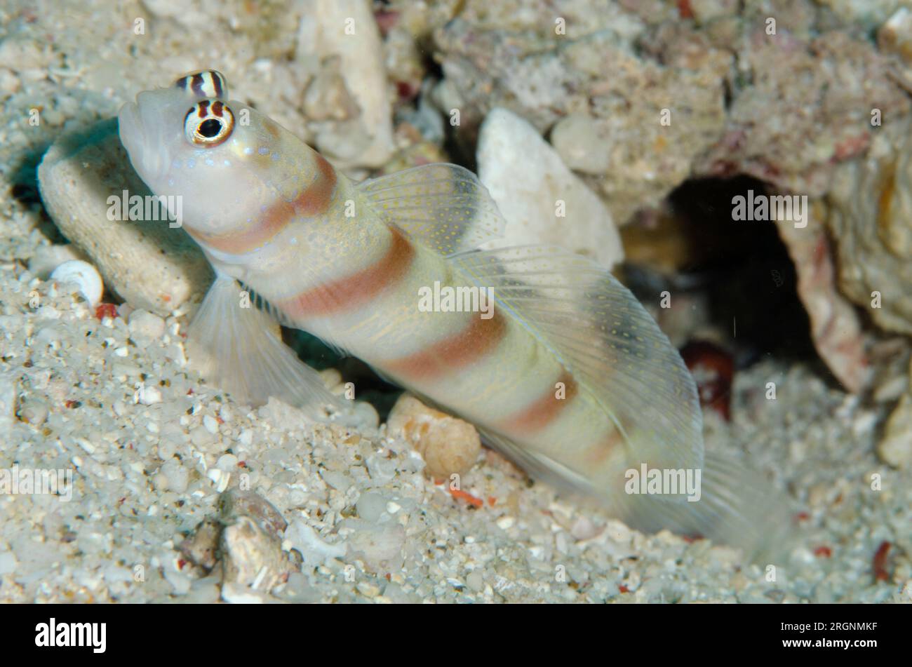 Steinitz' Shrimpgoby, Amblyeleotris steinitzi, by hole, Golden Passage ...
